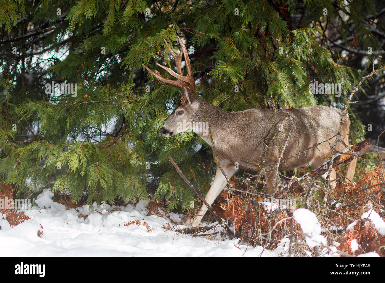 Mule deer buck with large antlers in snow, California, Yosemite ...