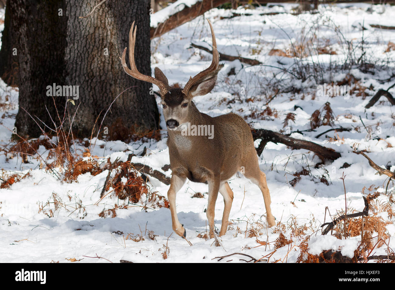 Mule deer buck with large antlers in snow, California, Yosemite ...