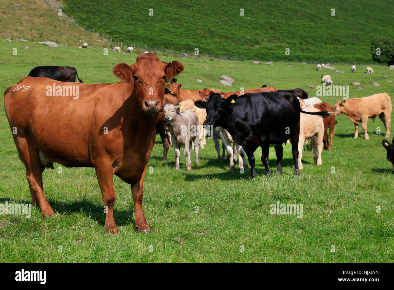 Aggressive cows with foals in the Yorkshire Dales National Park Stock ...