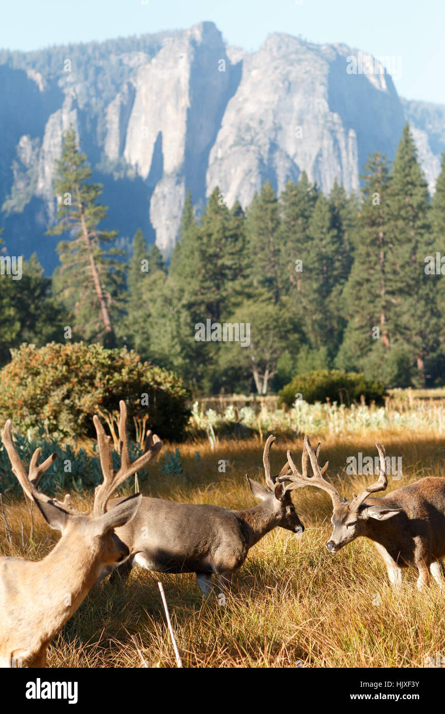 Mule deer bucks in Yosemite Valley, California, Yosemite National Park ...