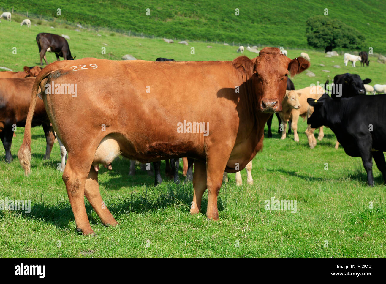 Aggressive cows with foals in the Yorkshire Dales National Park Stock ...