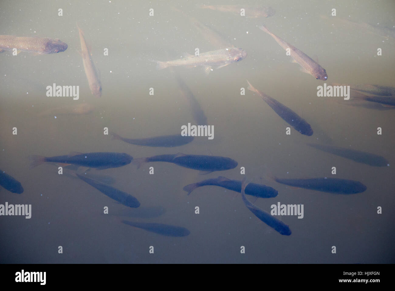 Little pond with fishes hi-res stock photography and images - Alamy