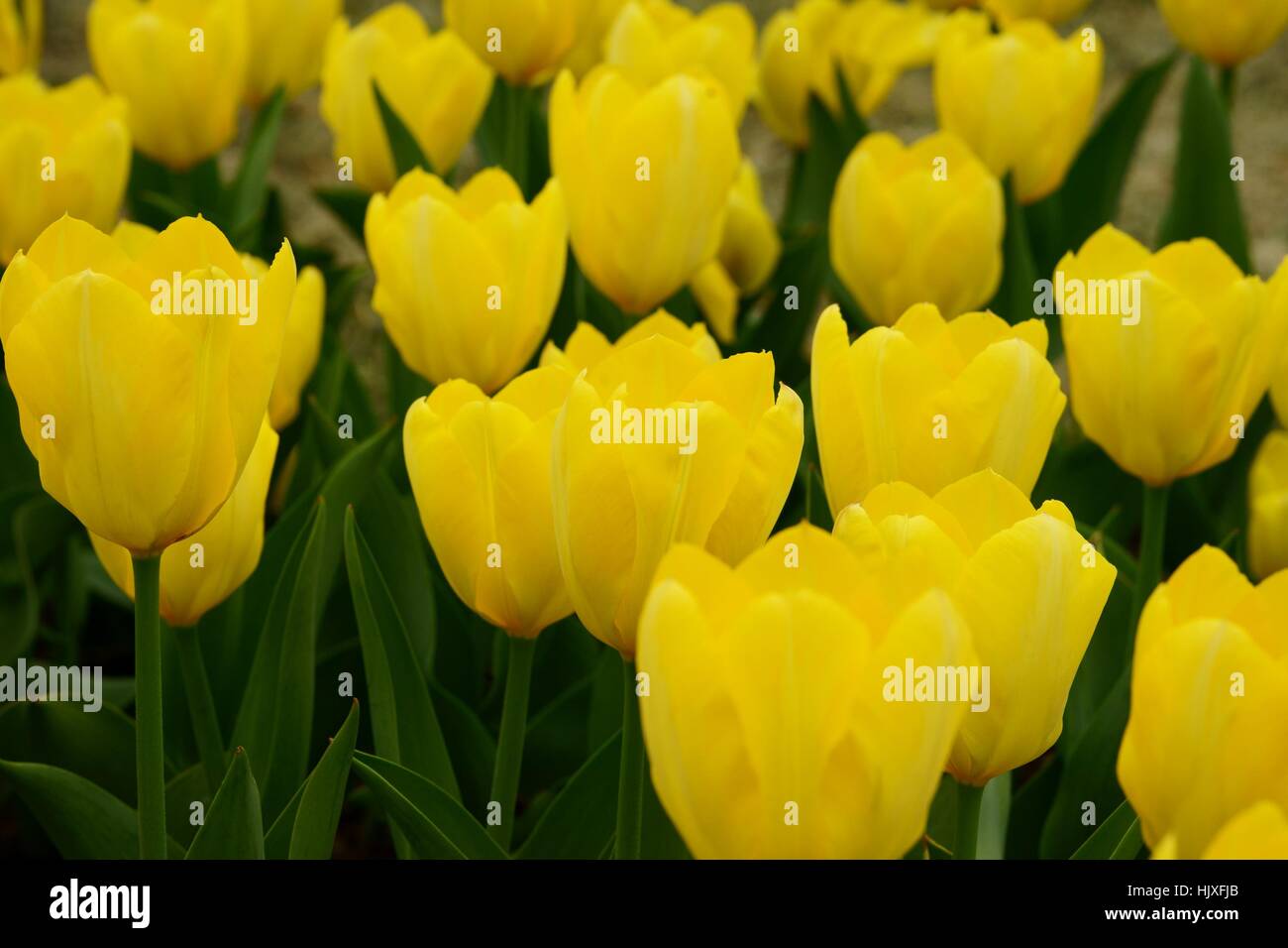 Strong gold tulip hi-res stock photography and images - Alamy
