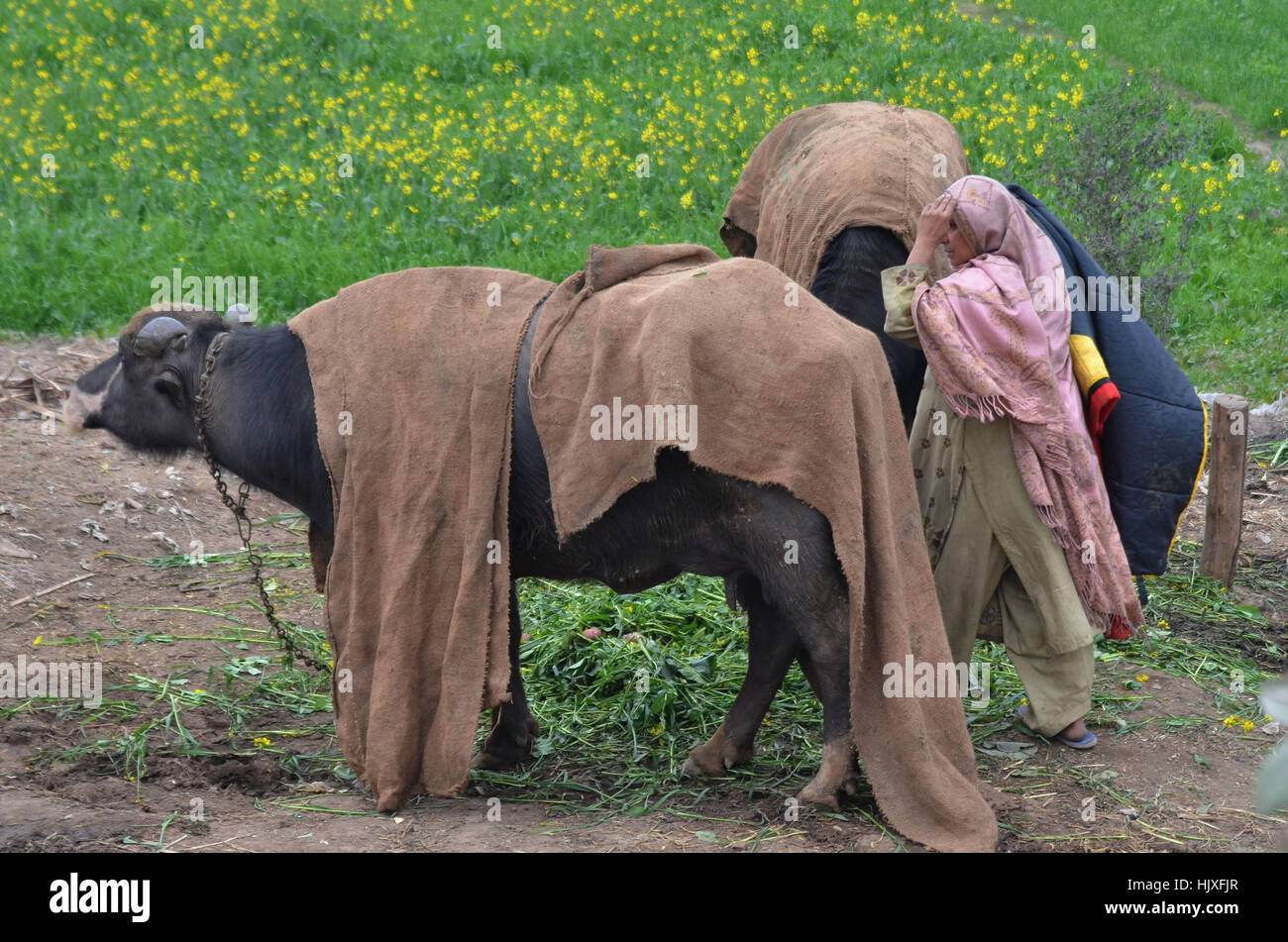 Lahore, Pakistan. 24th Jan, 2017. Pakistani people busy in their ...