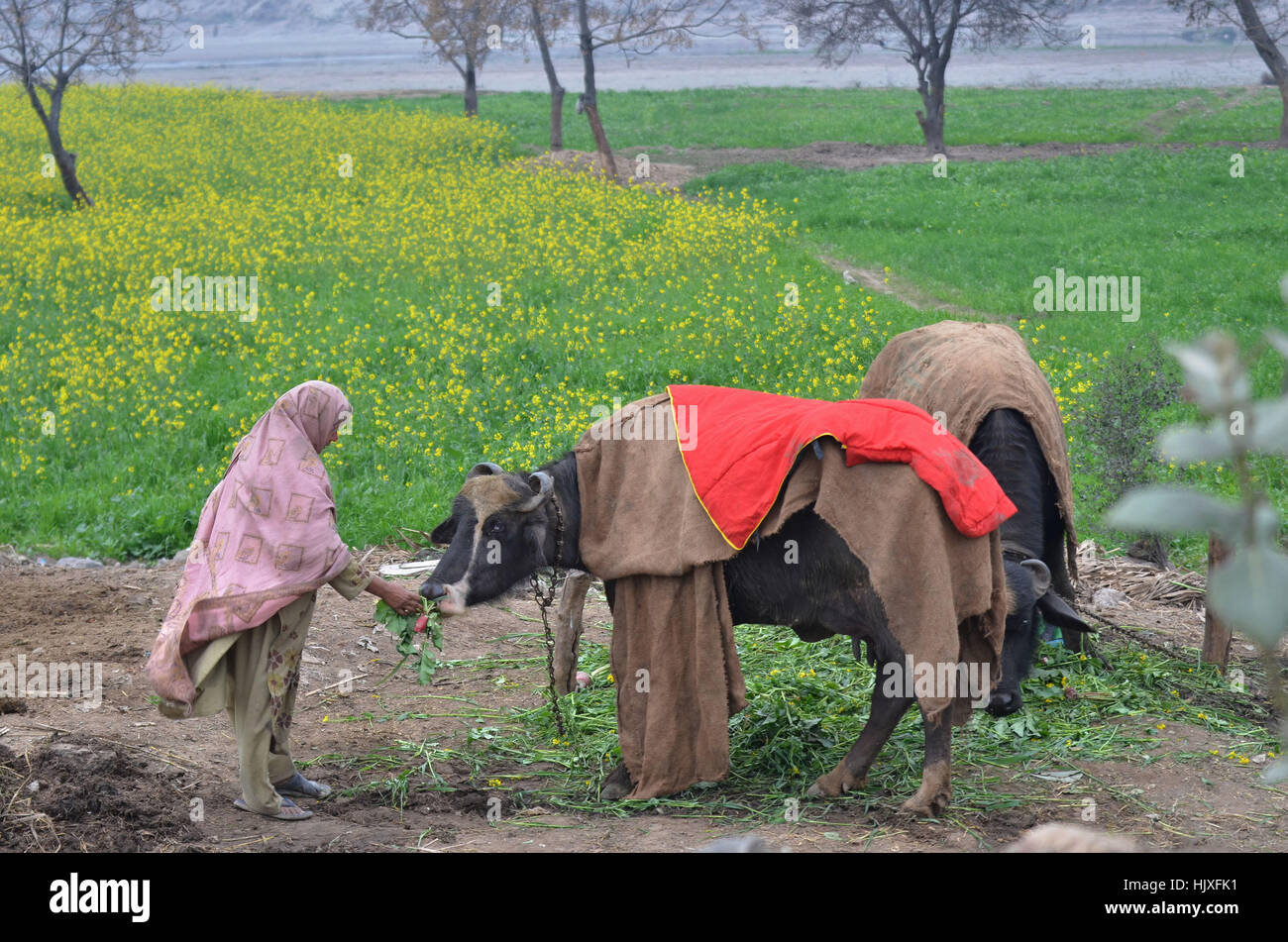 Lahore, Pakistan. 24th Jan, 2017. Pakistani people busy in their ...