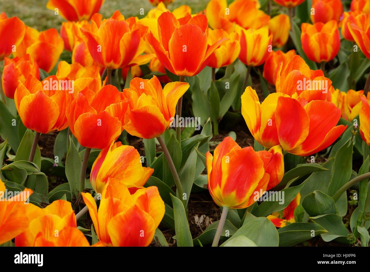 Bright orange and yellow bi-Color Tulips flower bed close up Stock ...
