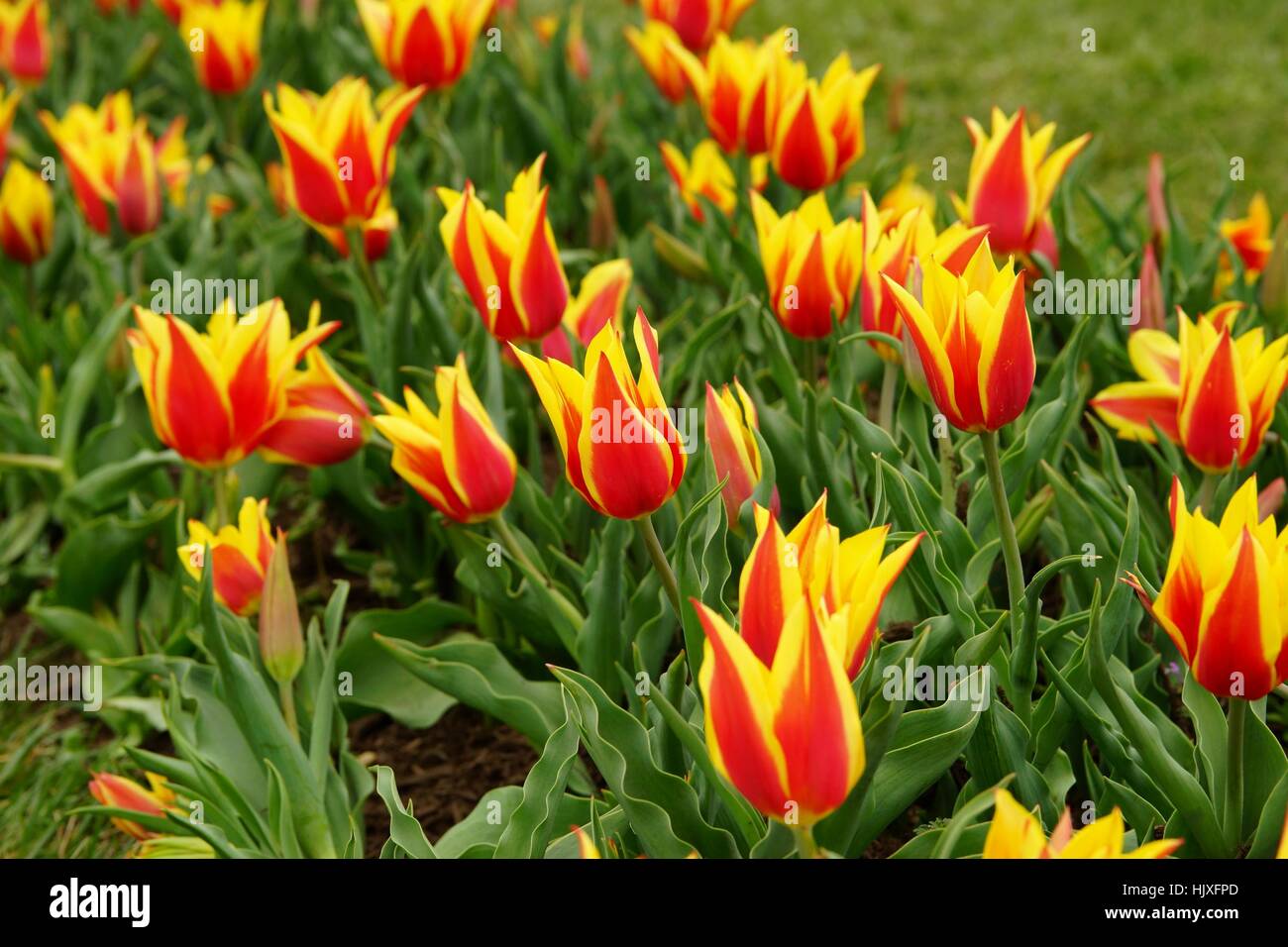 Aladdin Lily Tulip
