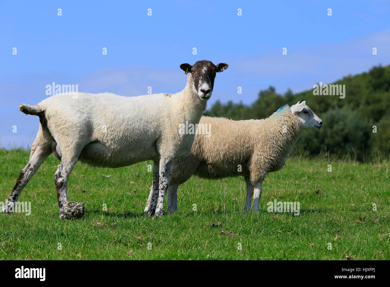 Swaledale sheep in the Yorkshire Dales Stock Photo - Alamy
