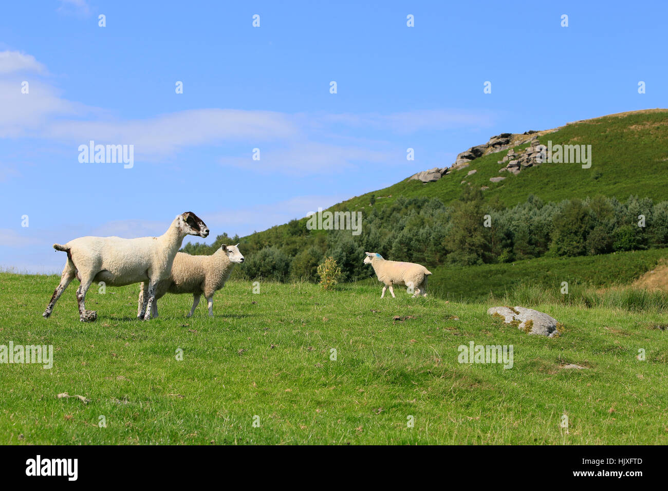 Swaledale sheep in the Yorkshire Dales Stock Photo - Alamy