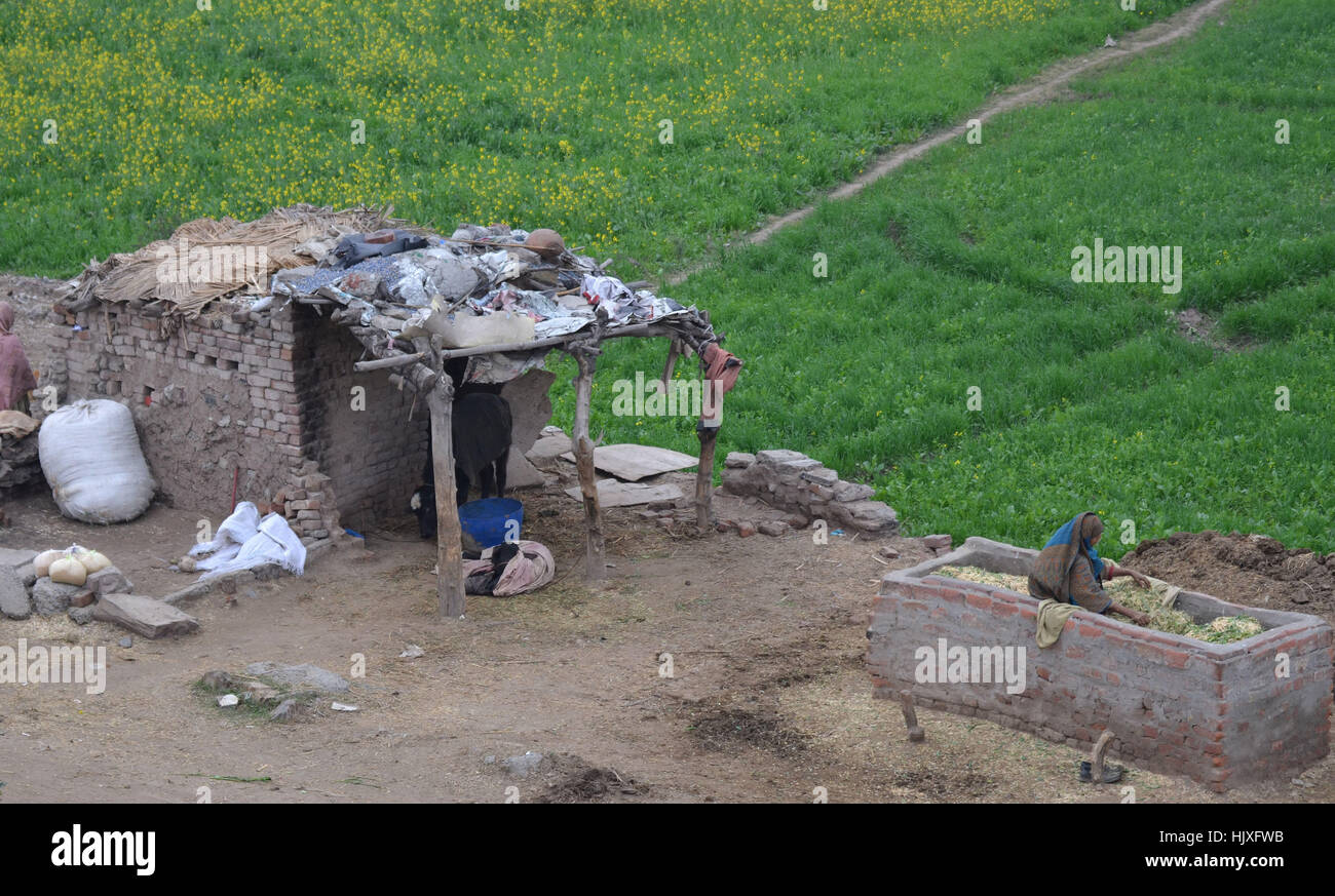 Lahore, Pakistan. 24th Jan, 2017. Pakistani people busy in their ...