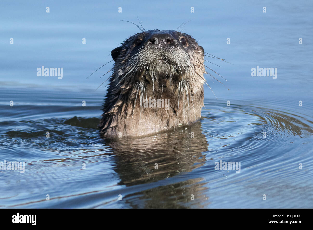 Oregon river otter hi-res stock photography and images - Alamy