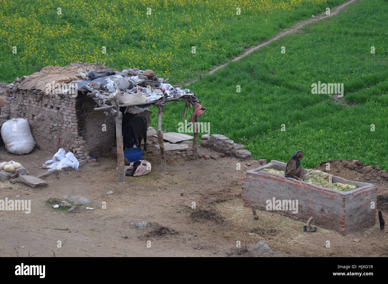 Lahore, Pakistan. 24th Jan, 2017. Pakistani people busy in their ...