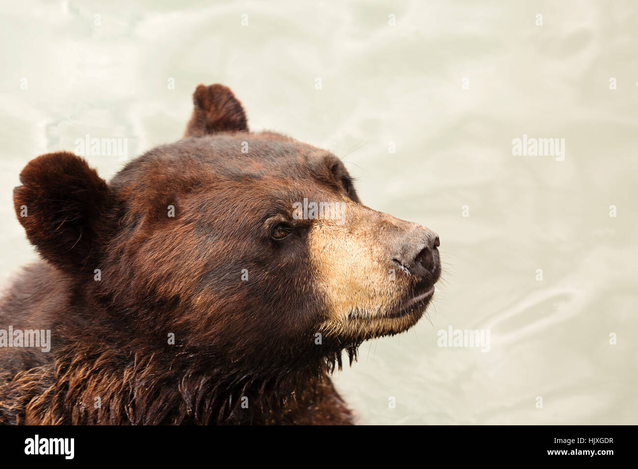 Brown bear close-up looking ahead Stock Photo - Alamy