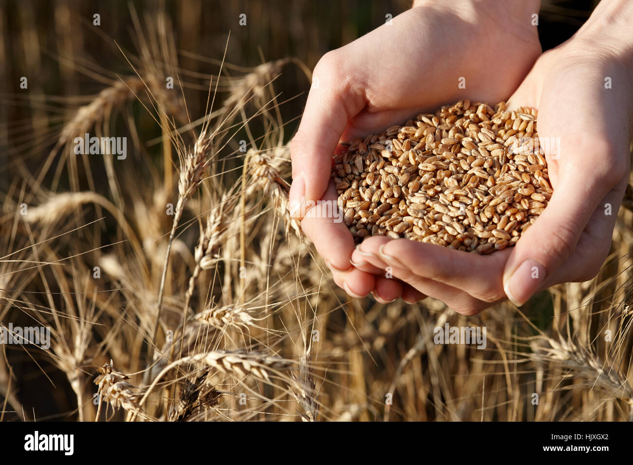 Close up of woman's hands holding wheat grains Stock Photo - Alamy