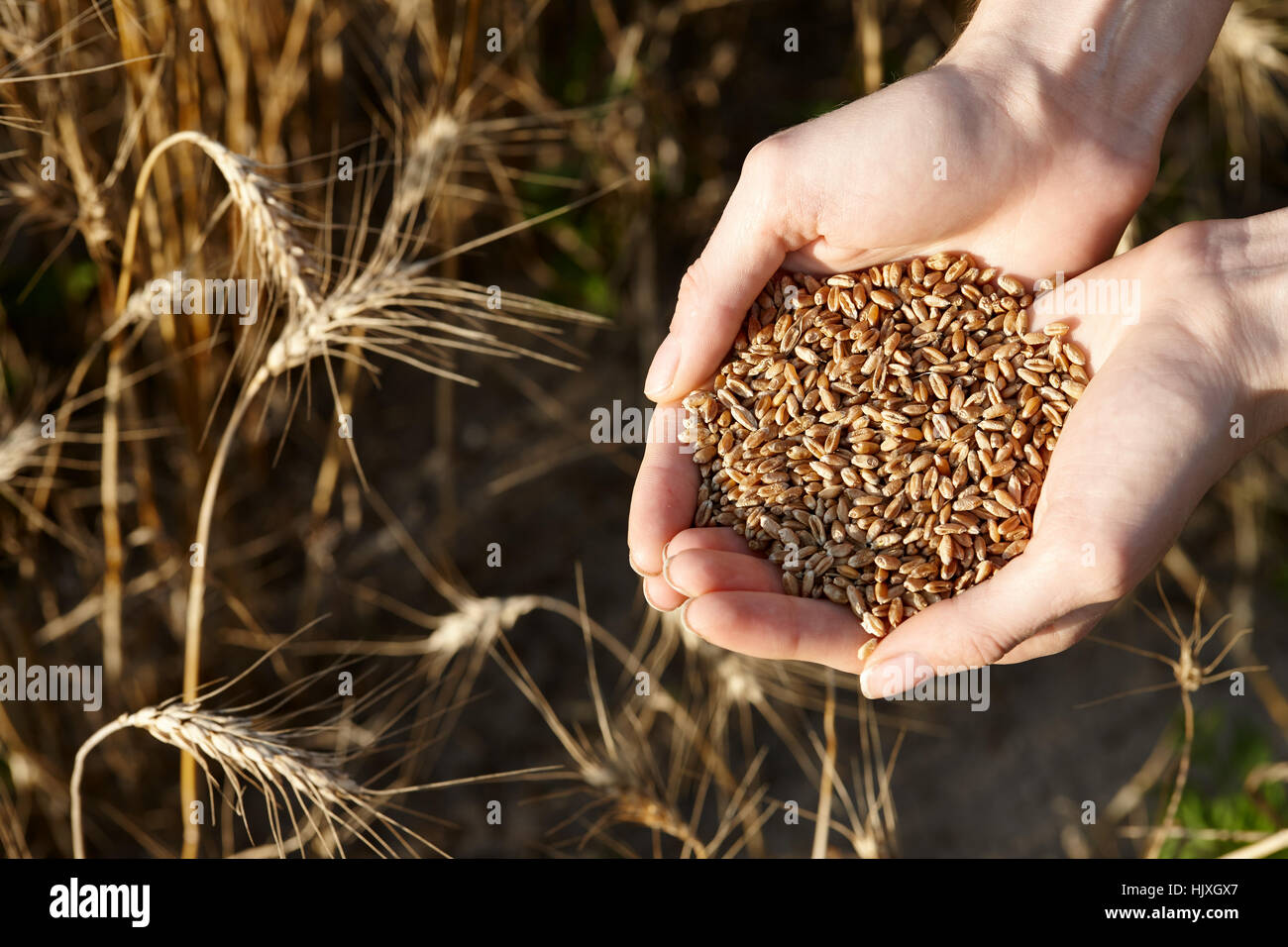 Close up of woman's hands holding wheat grains Stock Photo - Alamy