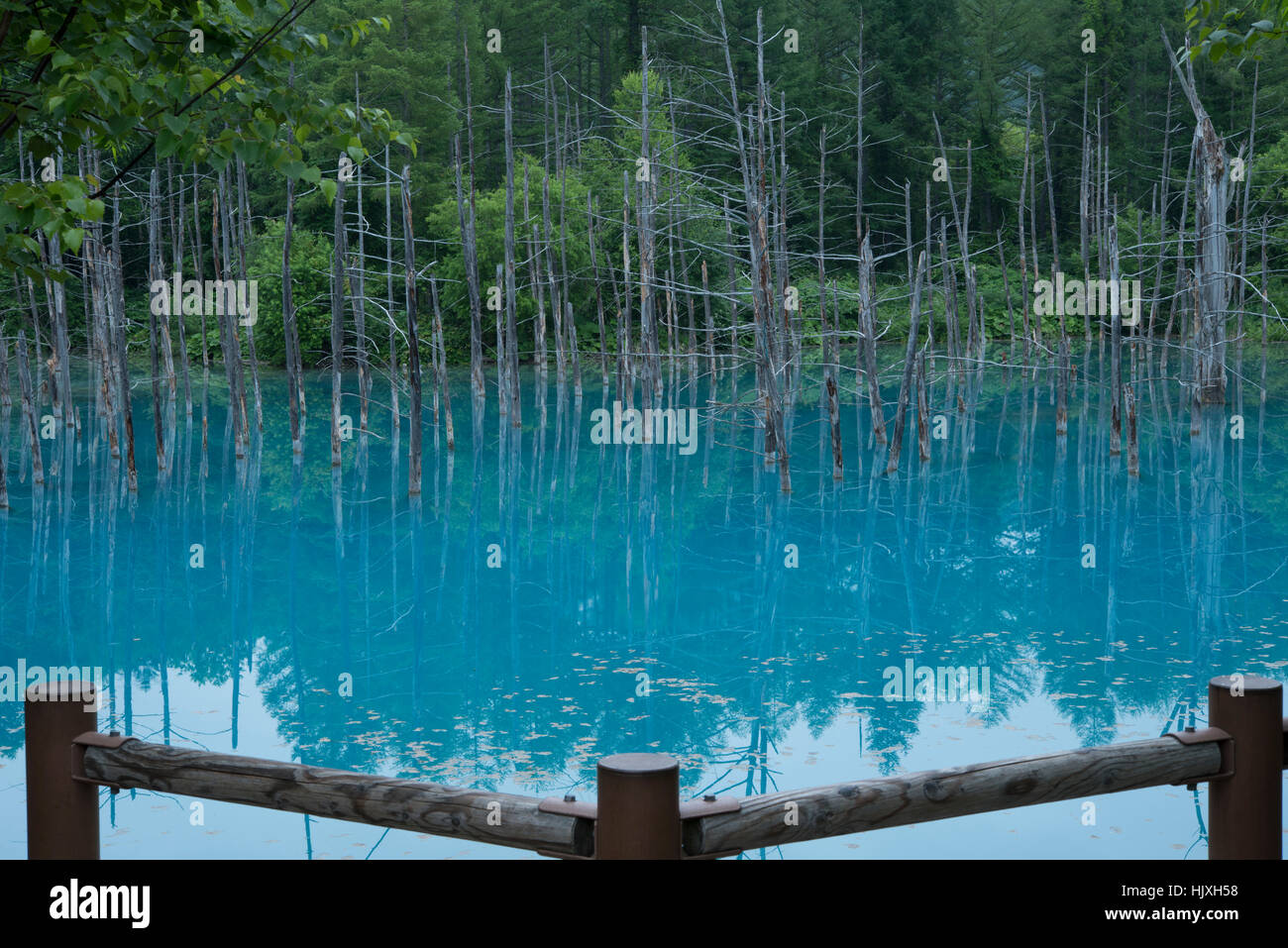 Biei lake trees dead and the blue water Stock Photo - Alamy