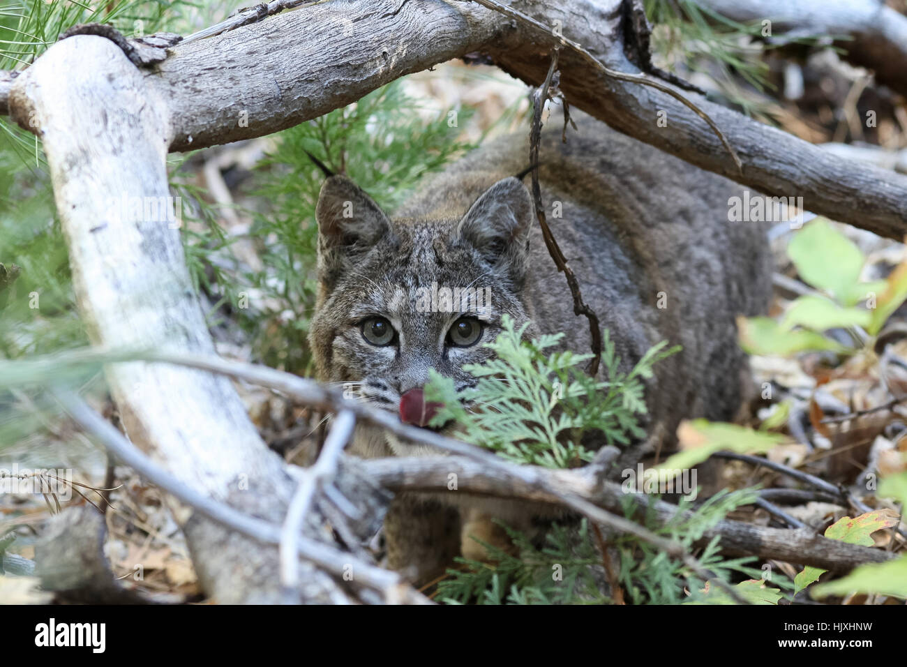 Bobcat hunting, (Lynx rufus), California, Yosemite National Park, Taken ...