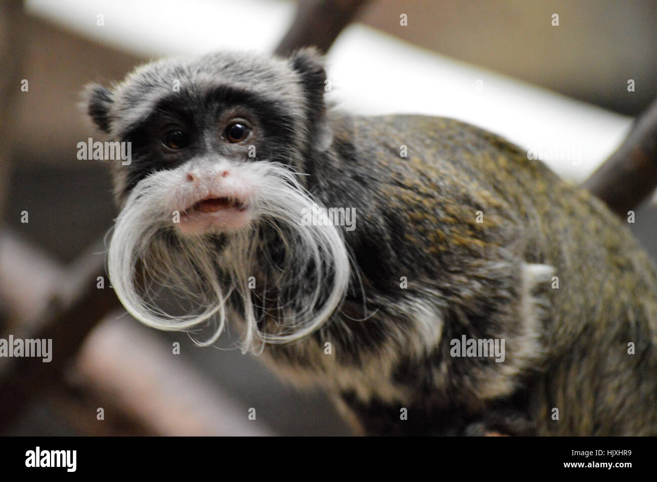 Emperor Tamarin on a Branch Stock Photo - Alamy