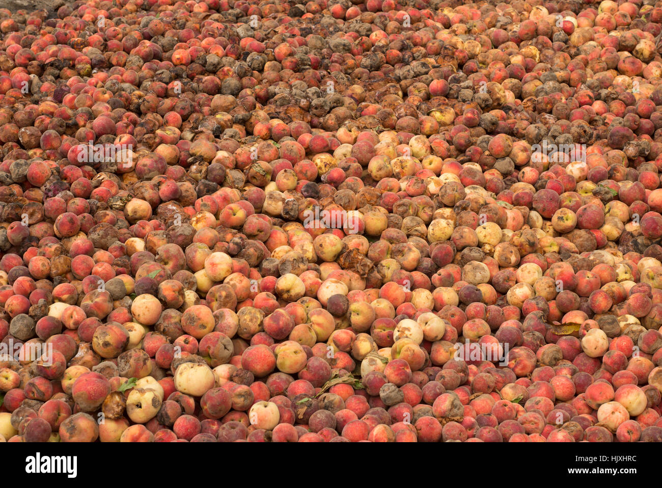 Rotten peaches hi-res stock photography and images - Alamy