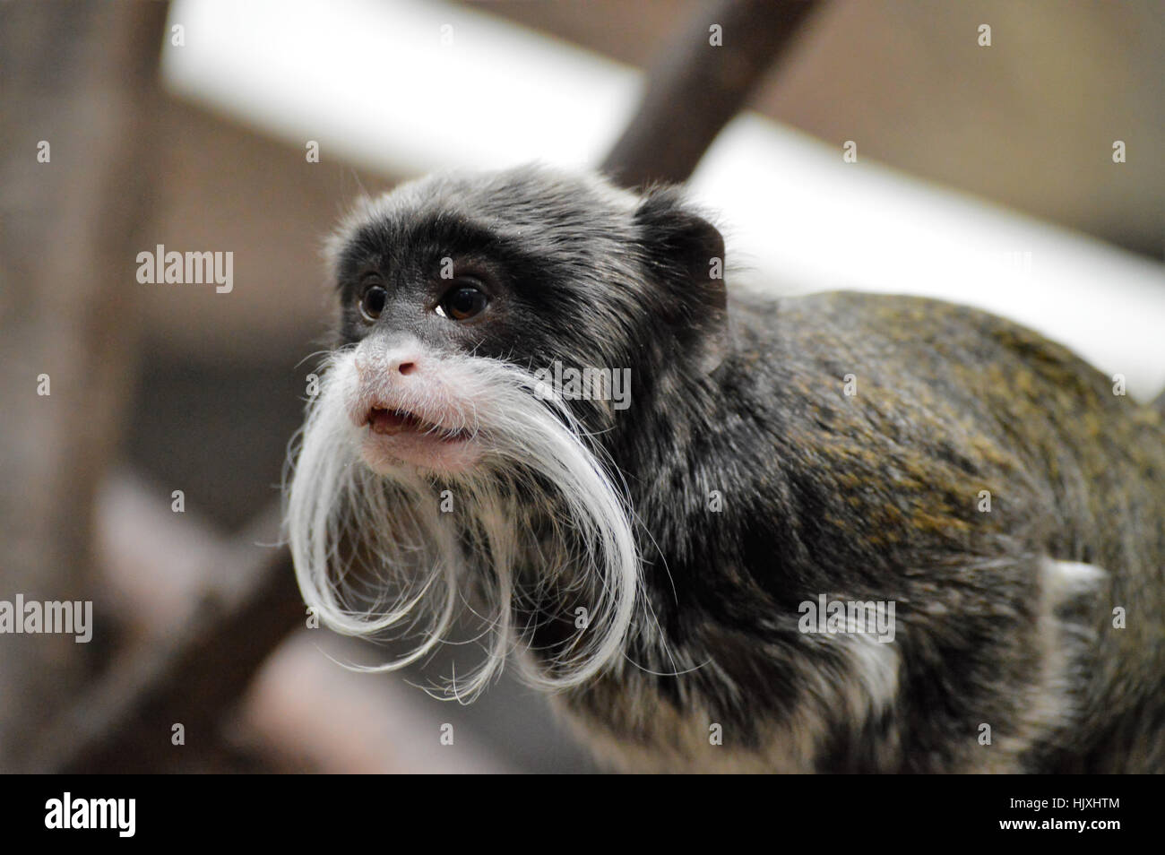Emperor Tamarin on a Branch Stock Photo - Alamy