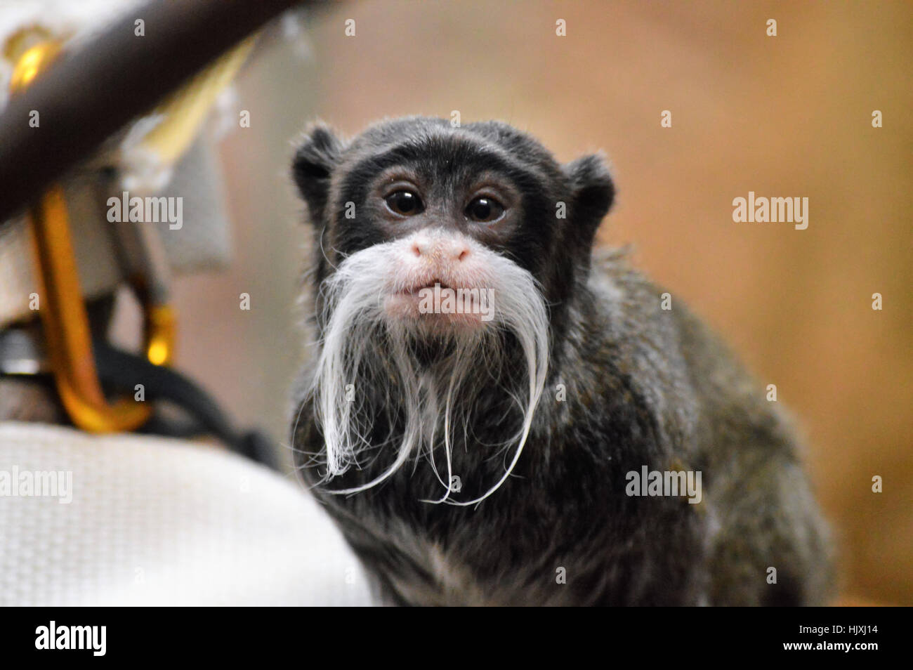 Emperor Tamarin on a Branch Stock Photo - Alamy