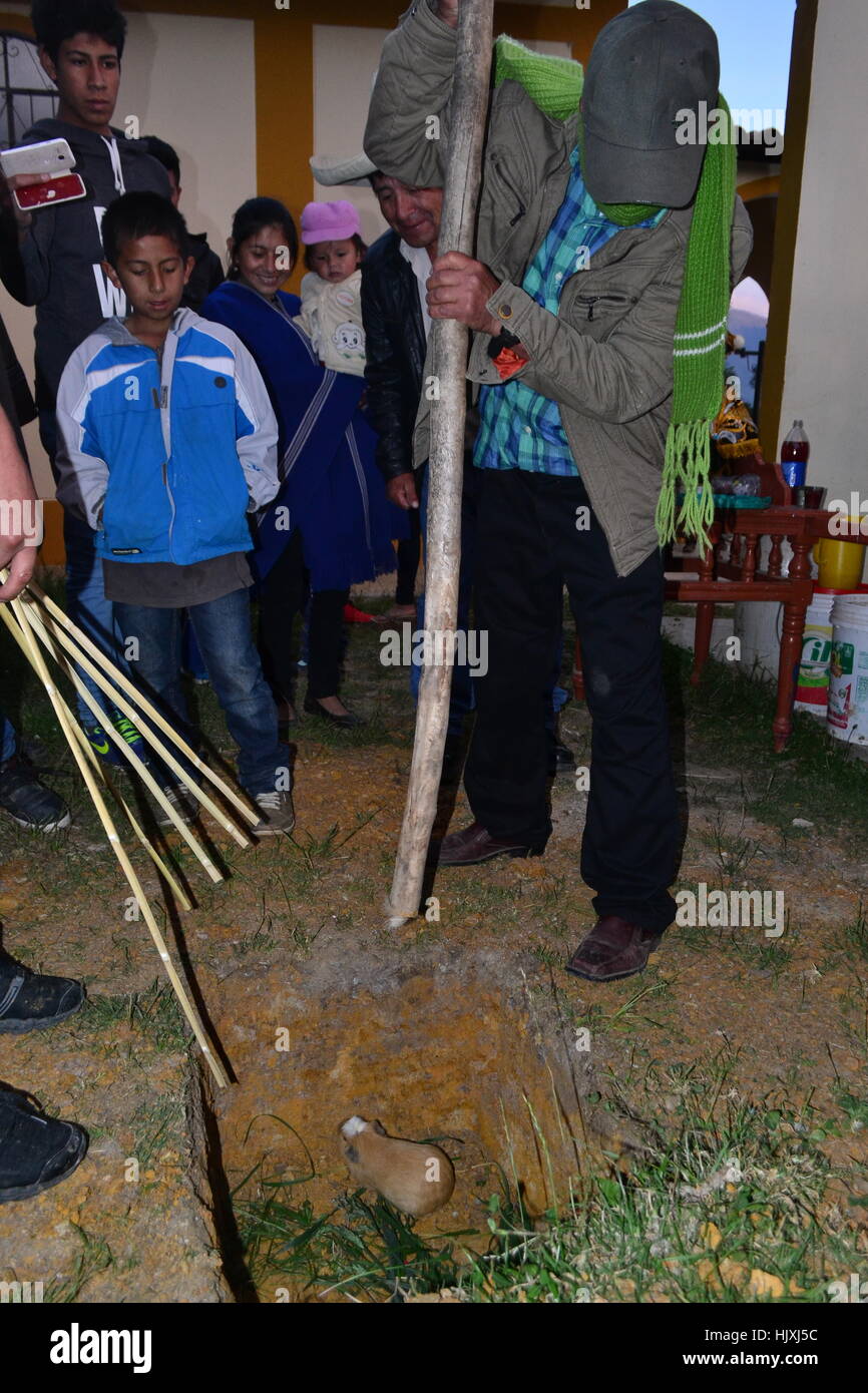 Killing cuy - Fiestas de San Francisco de Asis in PULUN " Las Huaringas ...