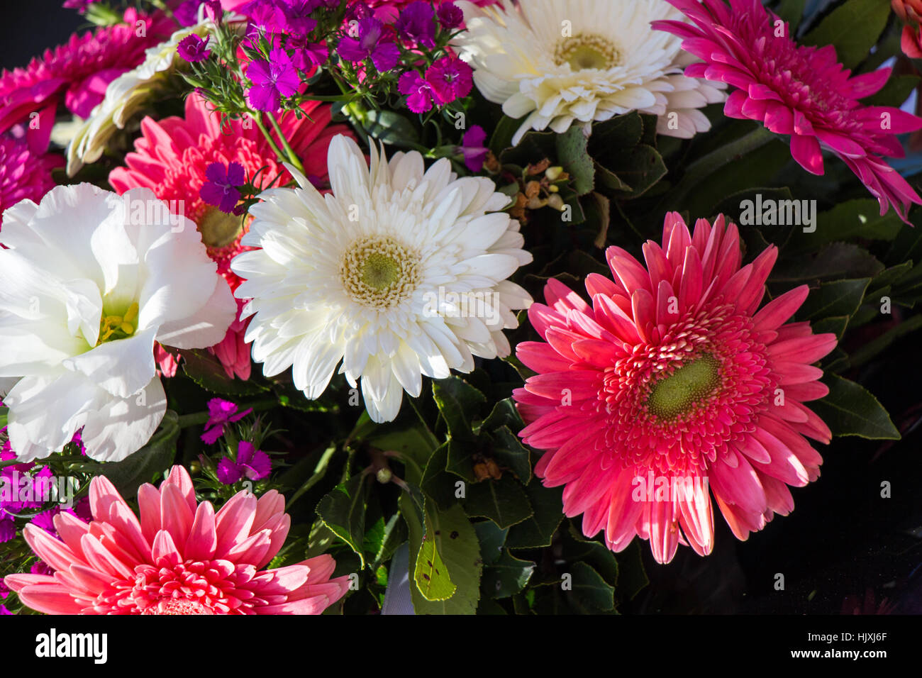 Beautiful fresh flowers as a nature background Stock Photo - Alamy
