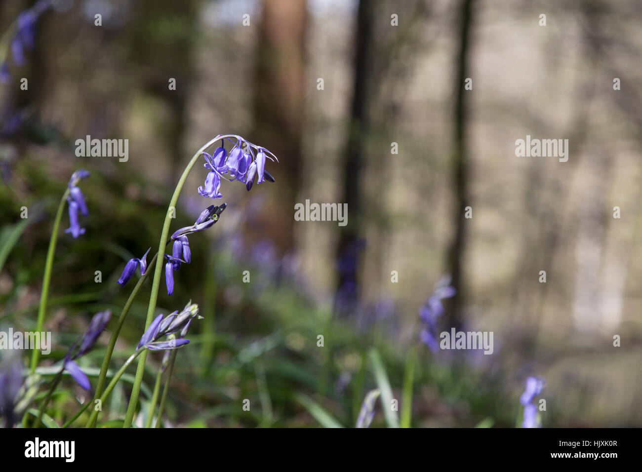 English bluebell species and spanish hi-res stock photography and ...