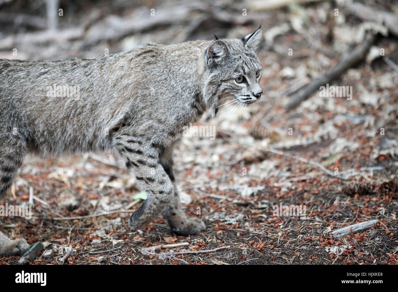 Bobcat hunting, (Lynx rufus), California, Yosemite National Park, Taken ...
