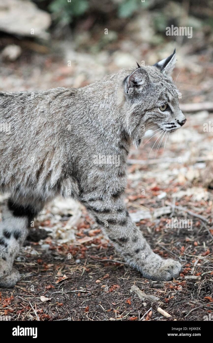 Bobcat hunting, (Lynx rufus), California, Yosemite National Park, Taken ...