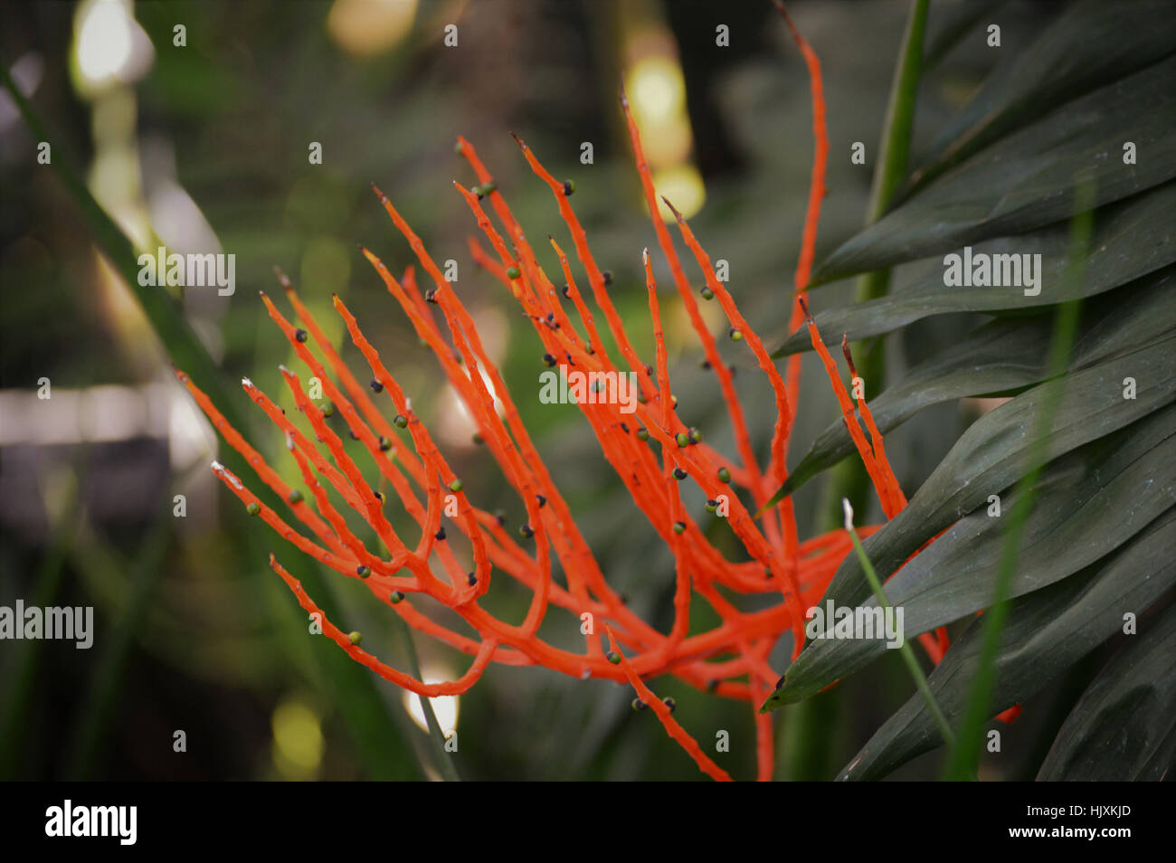 Orange branch hi-res stock photography and images - Alamy