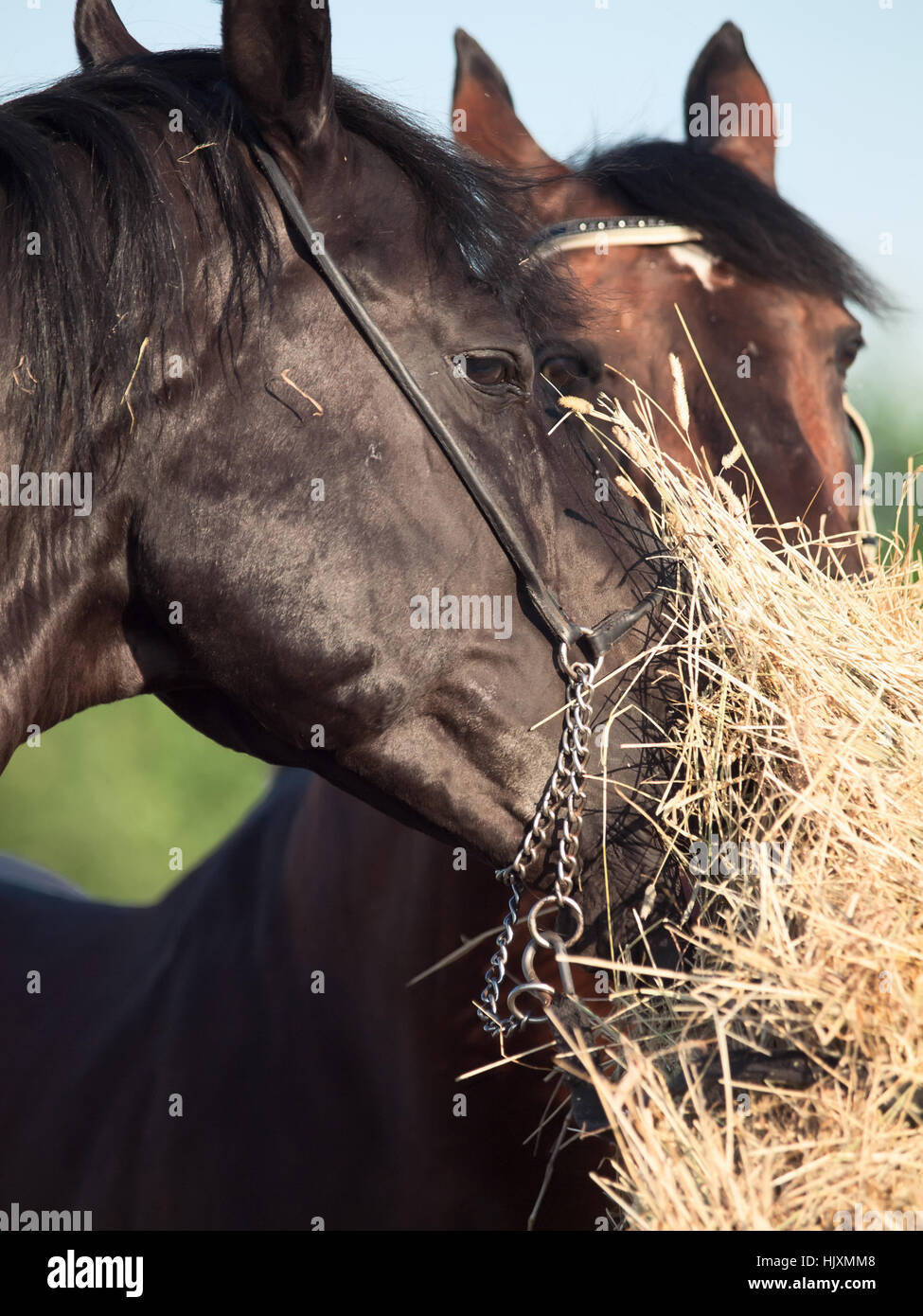 Hay Close High Resolution Stock Photography and Images - Alamy