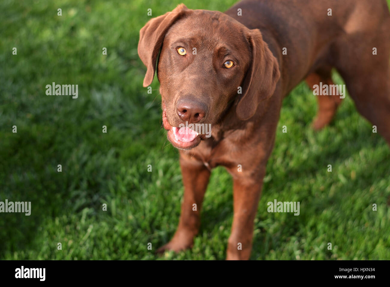 A chocolate lab standing in grass before sunset Stock Photo - Alamy