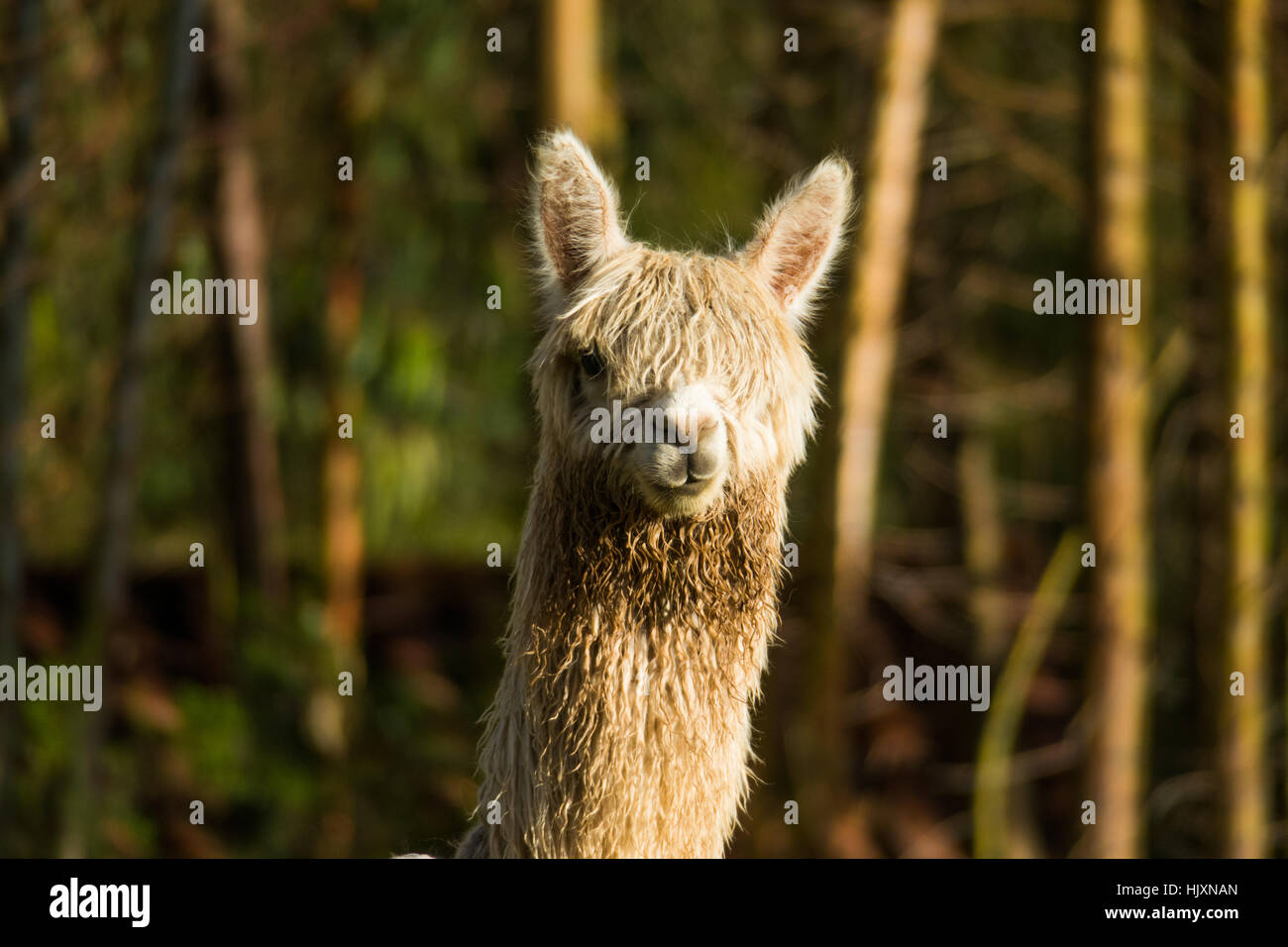 A portrait of an alpaca in the Peruvian part of the Andes Stock Photo ...