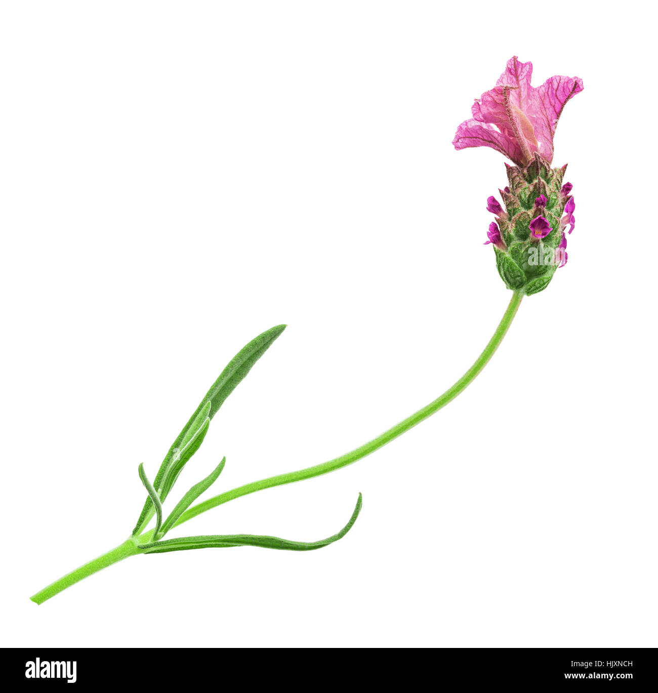 pink lavender flower with curved stem isolated on white background ...