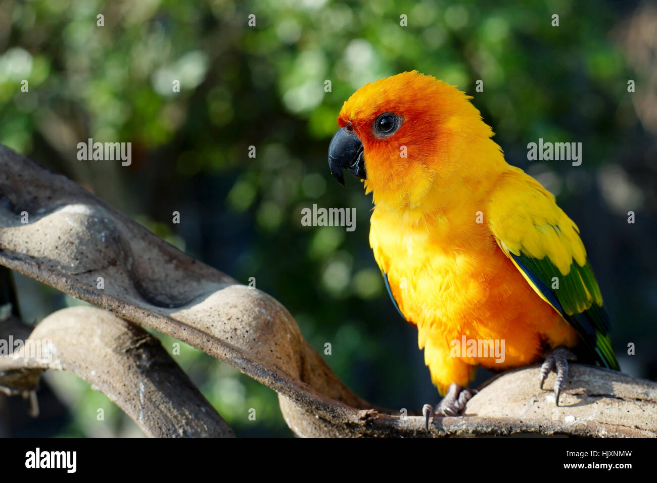 closeup of yellow parrot bird, sun conure Stock Photo - Alamy