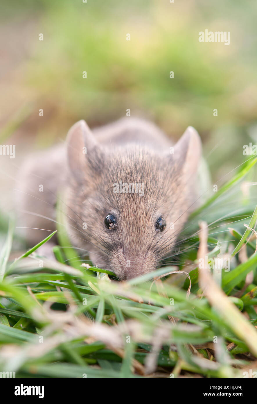 Long Tailed Field Mouse Sitting High Resolution Stock Photography and ...