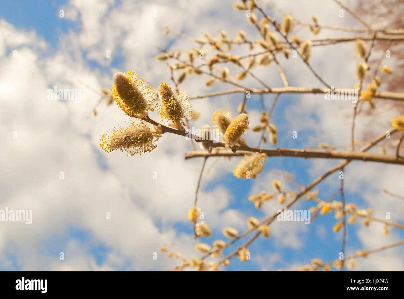 Fluffy soft willow buds in early spring Stock Photo - Alamy