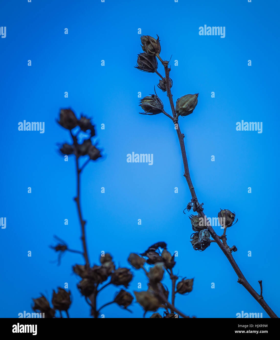 Abstract plant blue hi-res stock photography and images - Alamy
