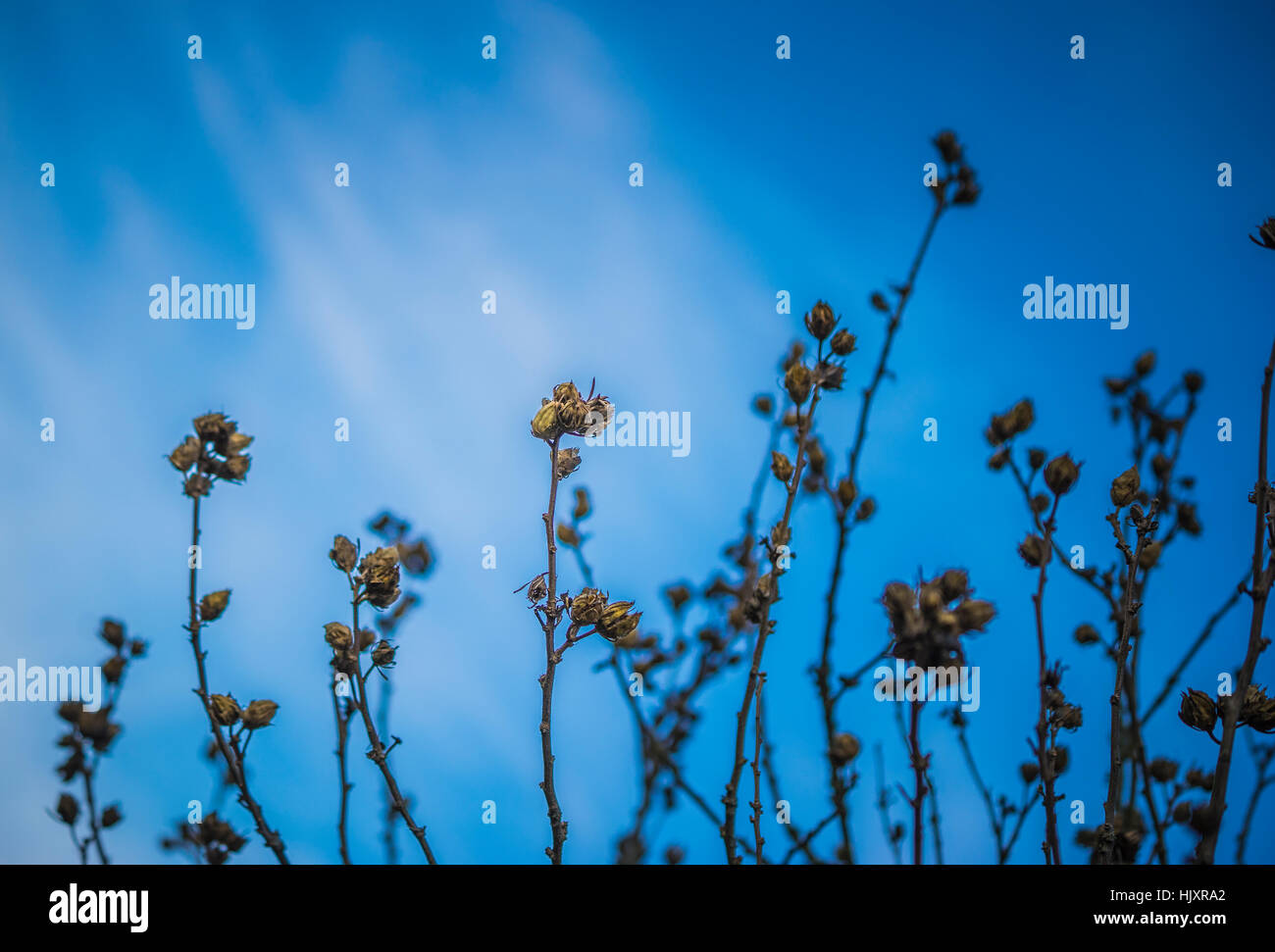 Seeds growth abstract hi-res stock photography and images - Alamy