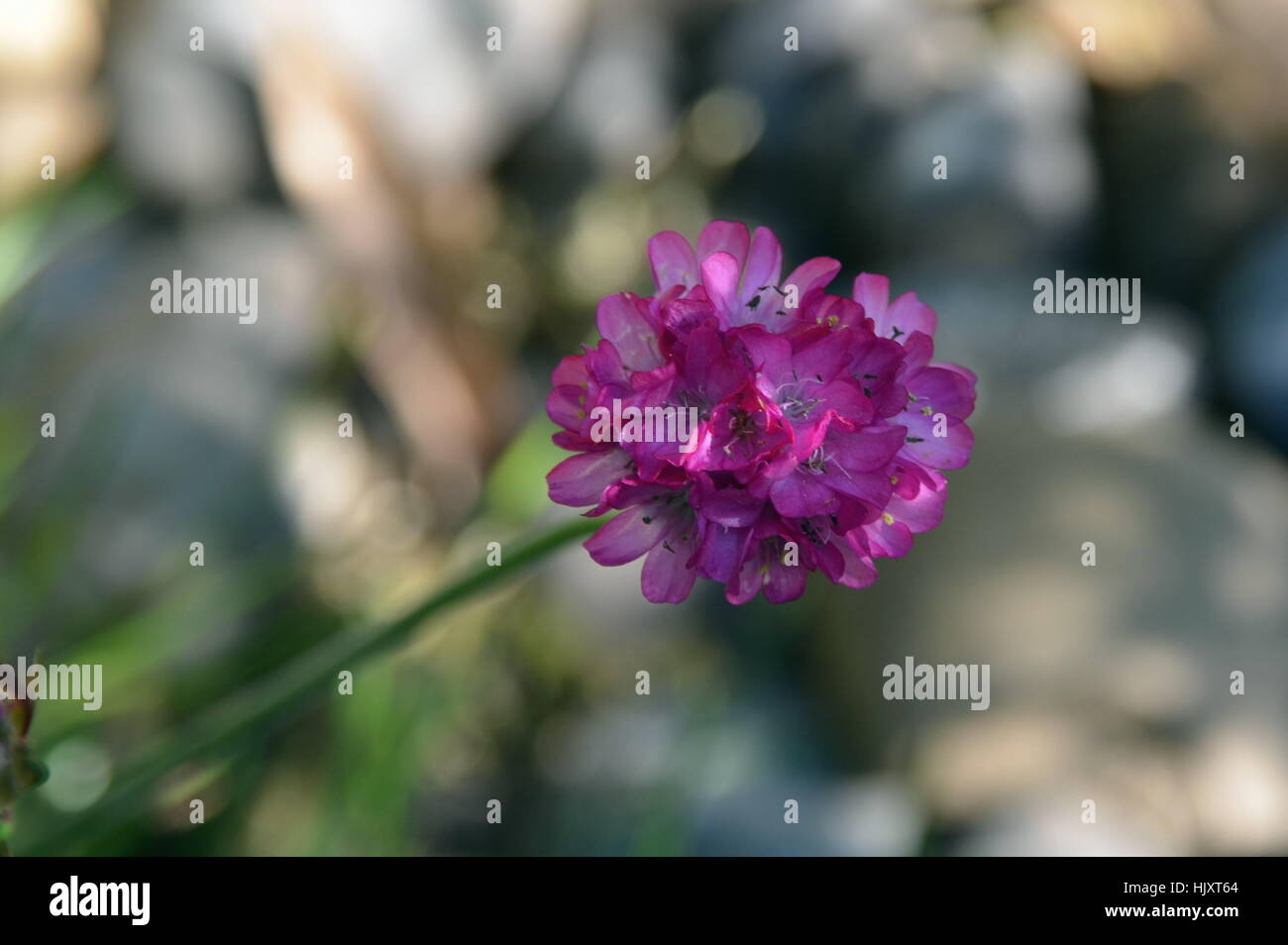 Individual stamens hi-res stock photography and images - Alamy