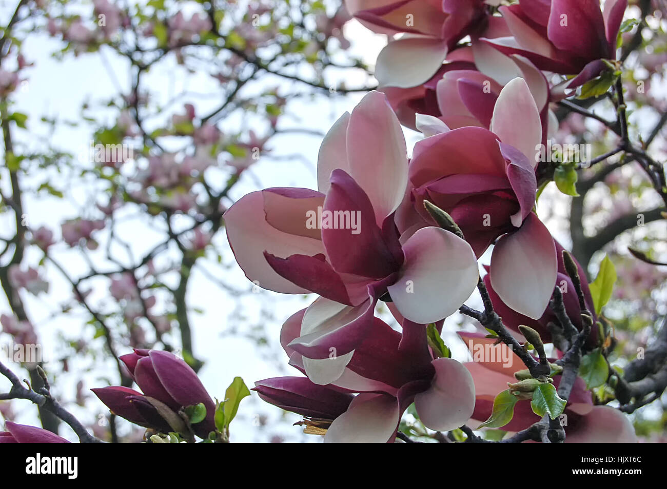 White and tender hi-res stock photography and images - Alamy