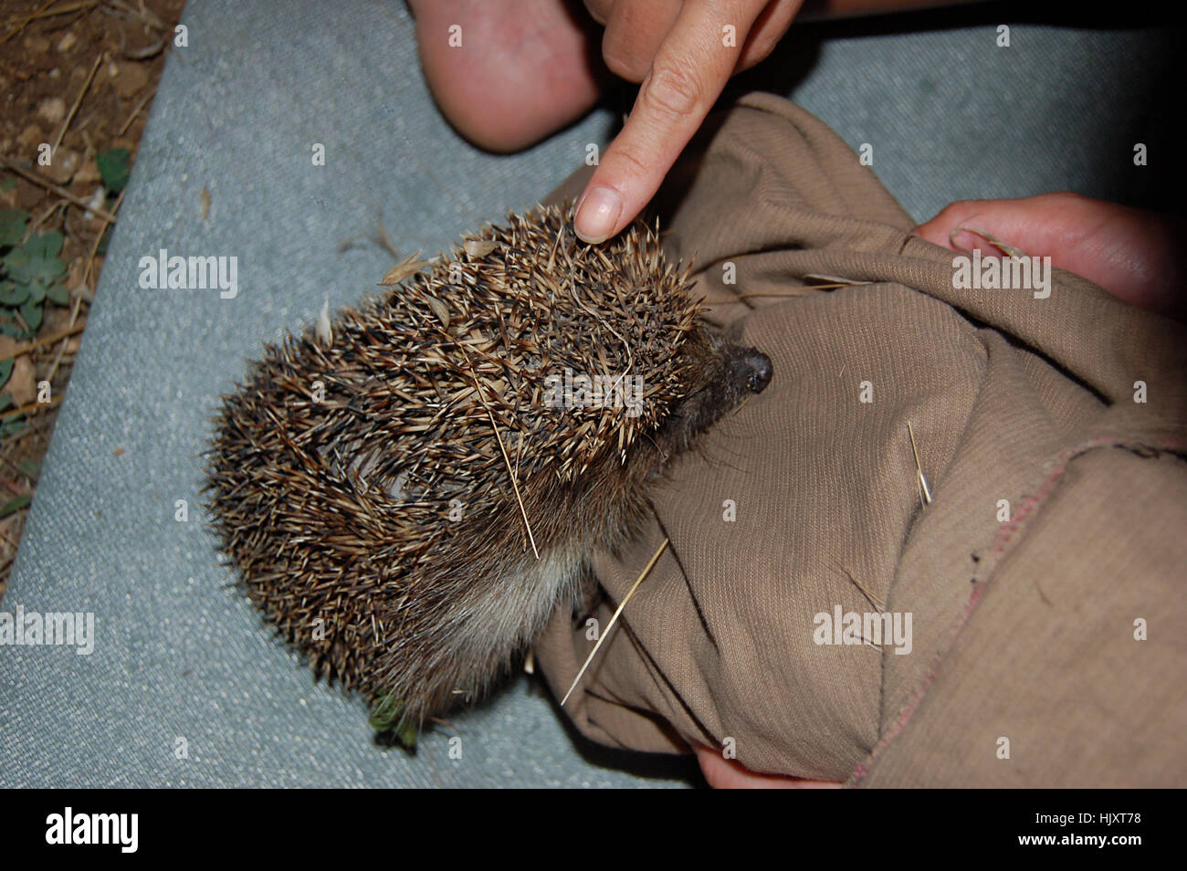 The cute hedgehog and a human hand Stock Photo - Alamy