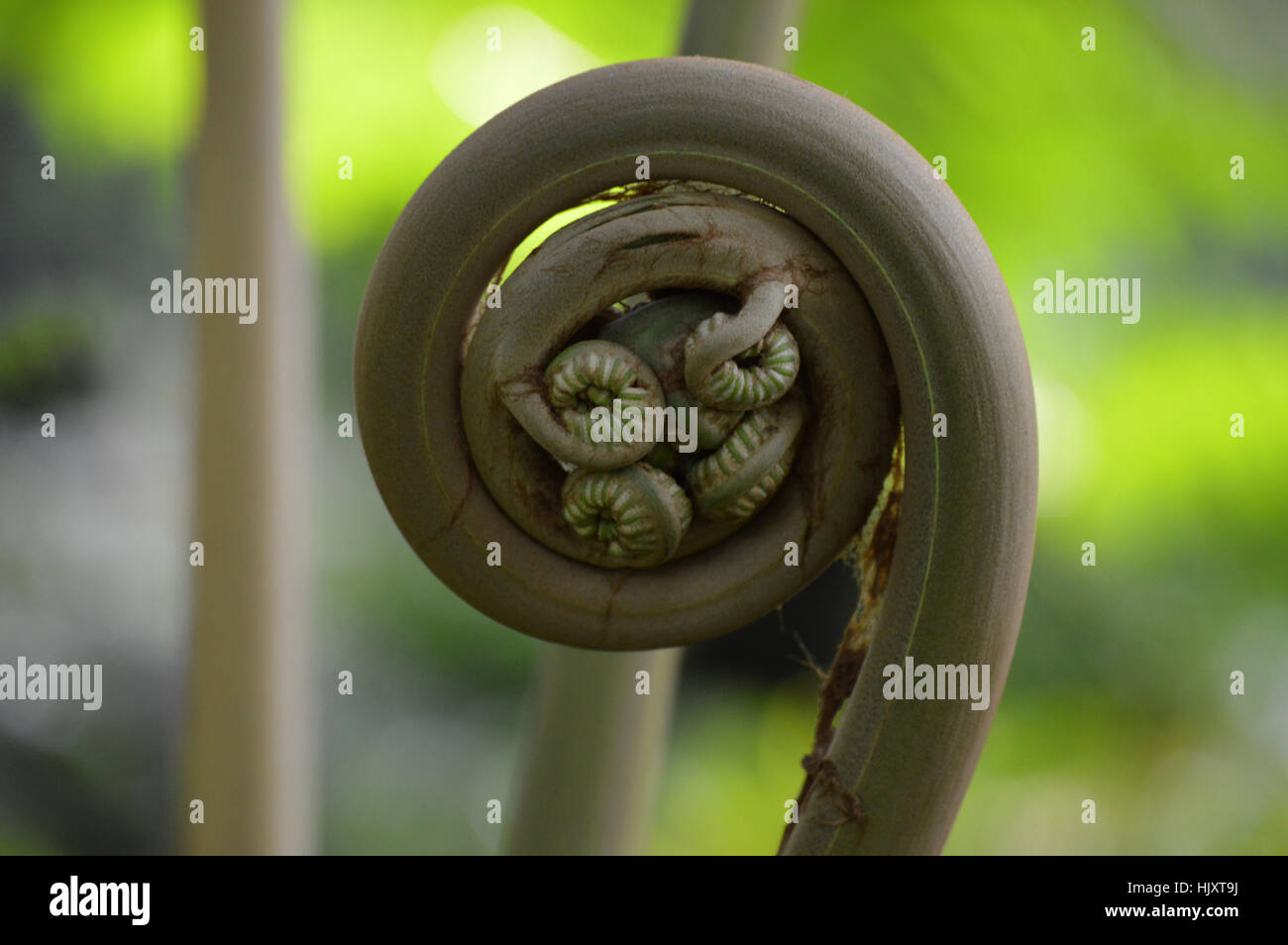Fern fiddlehead hi-res stock photography and images - Alamy