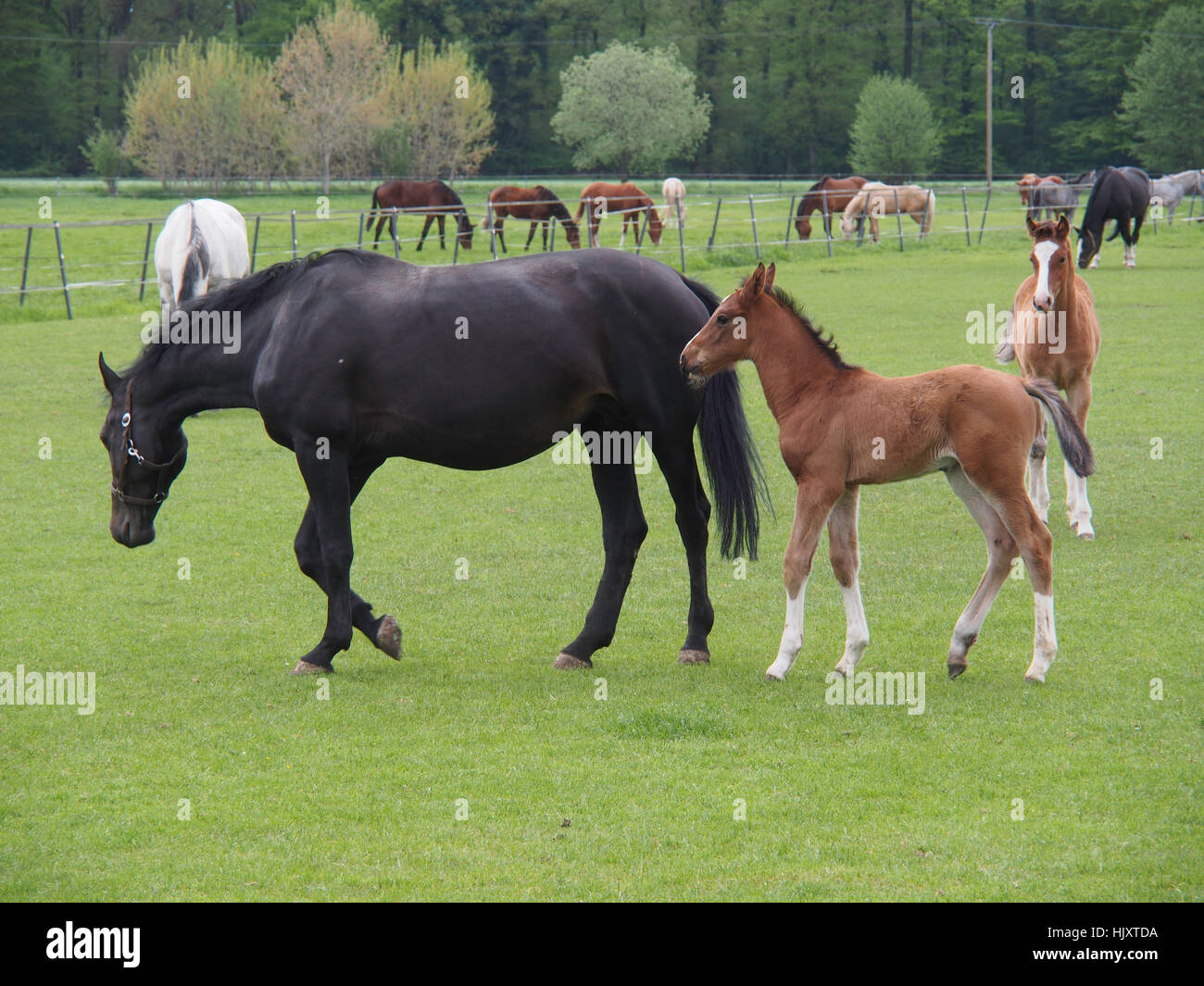 Many horses hi-res stock photography and images - Alamy