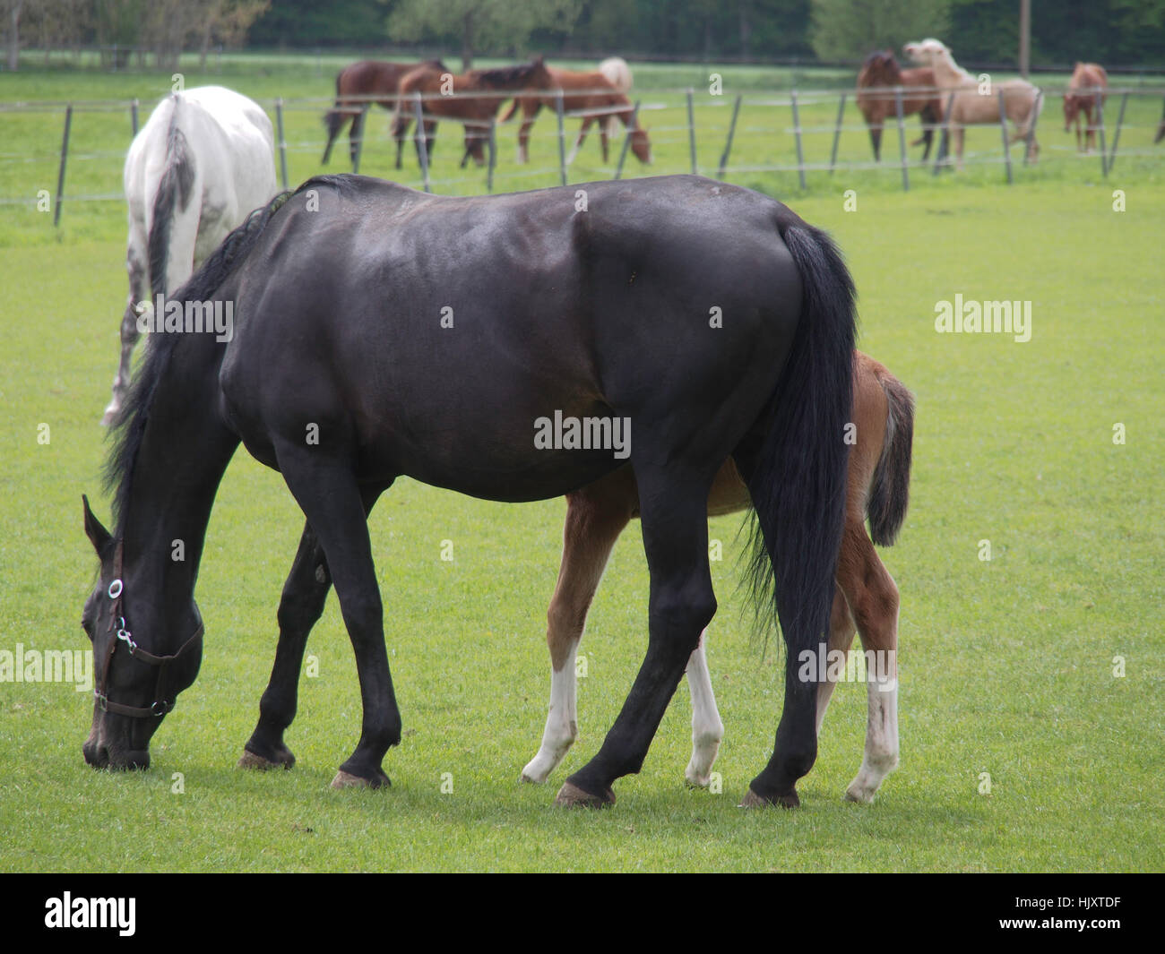 Many horses hi-res stock photography and images - Alamy