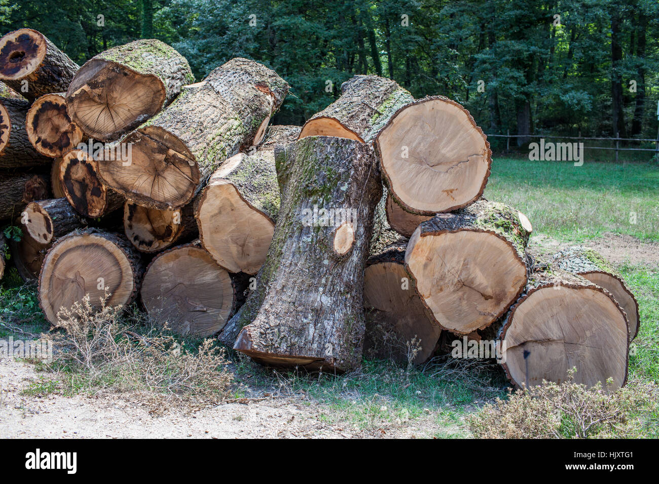 Tree trunks deforestation hi-res stock photography and images - Alamy