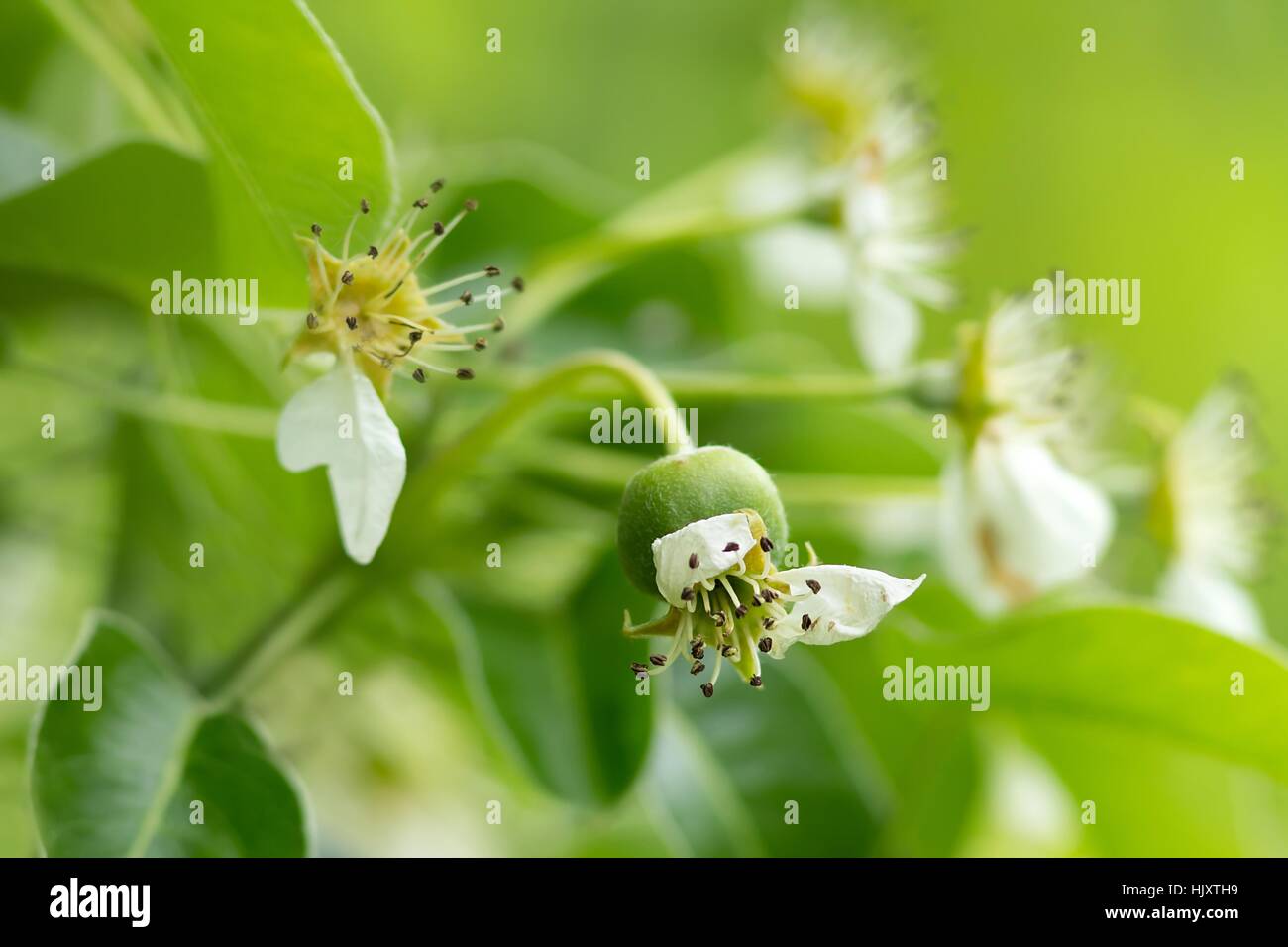 small pear / little pea Stock Photo - Alamy