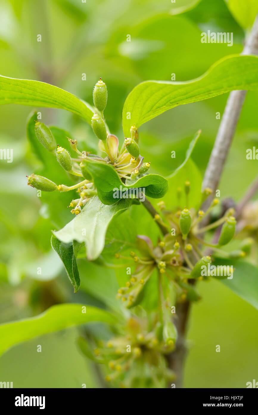 young fruit of cornus / young cornel cherries Stock Photo - Alamy