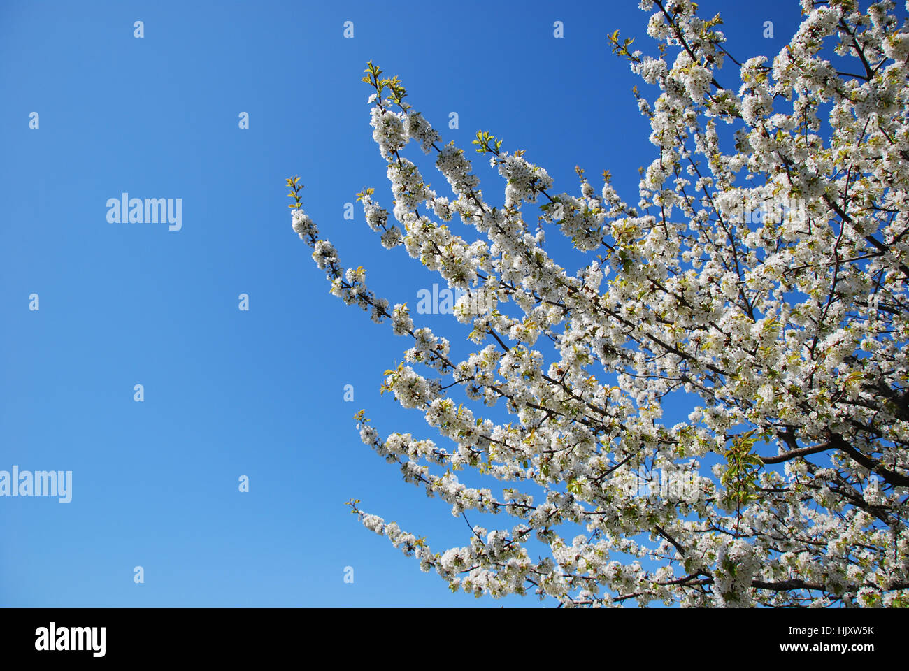 blue, tree, bloom, blossom, flourish, flourishing, spring, branch ...